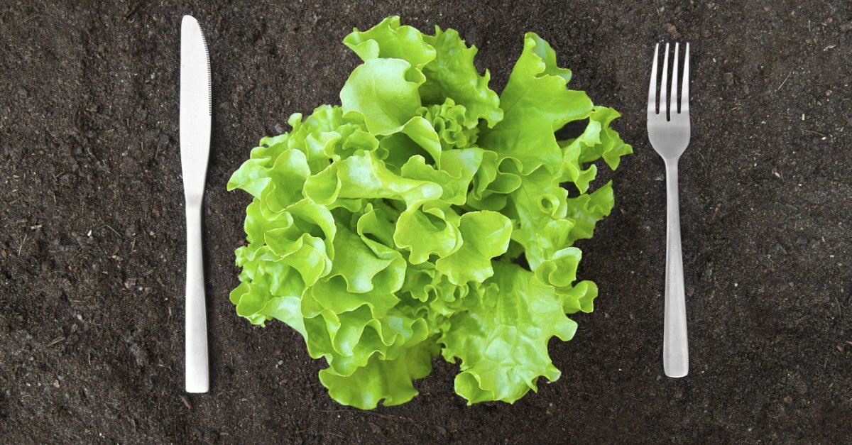 Is It Permissible to Eat Any Lettuce? - Hidabroot