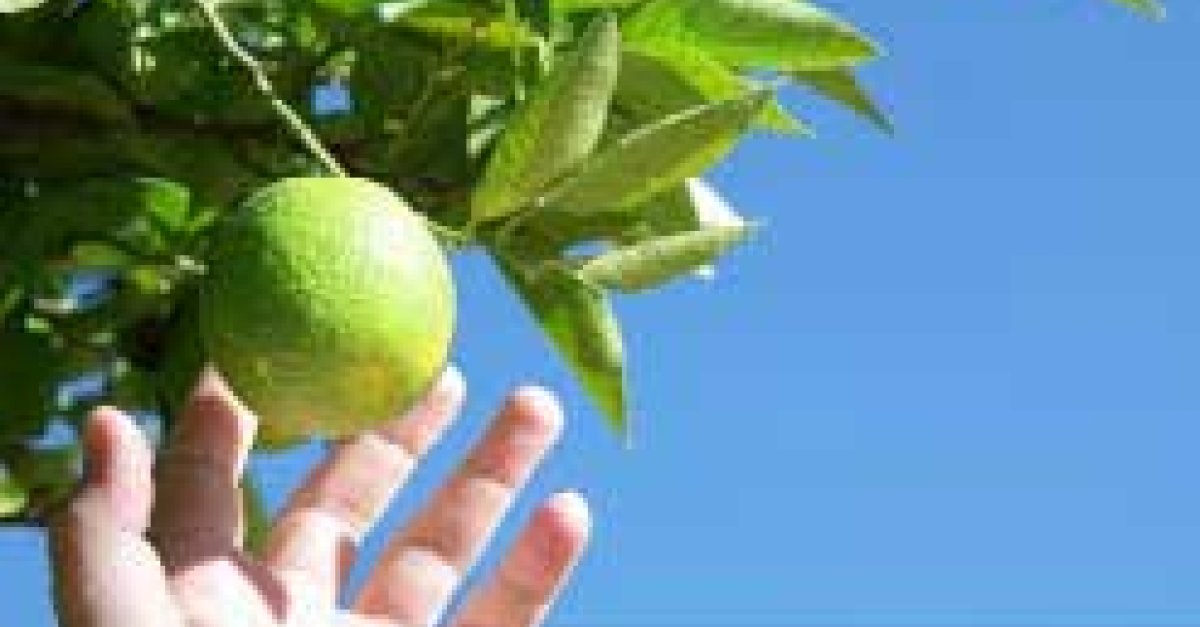 The Prohibition of Orlah - Hidabroot