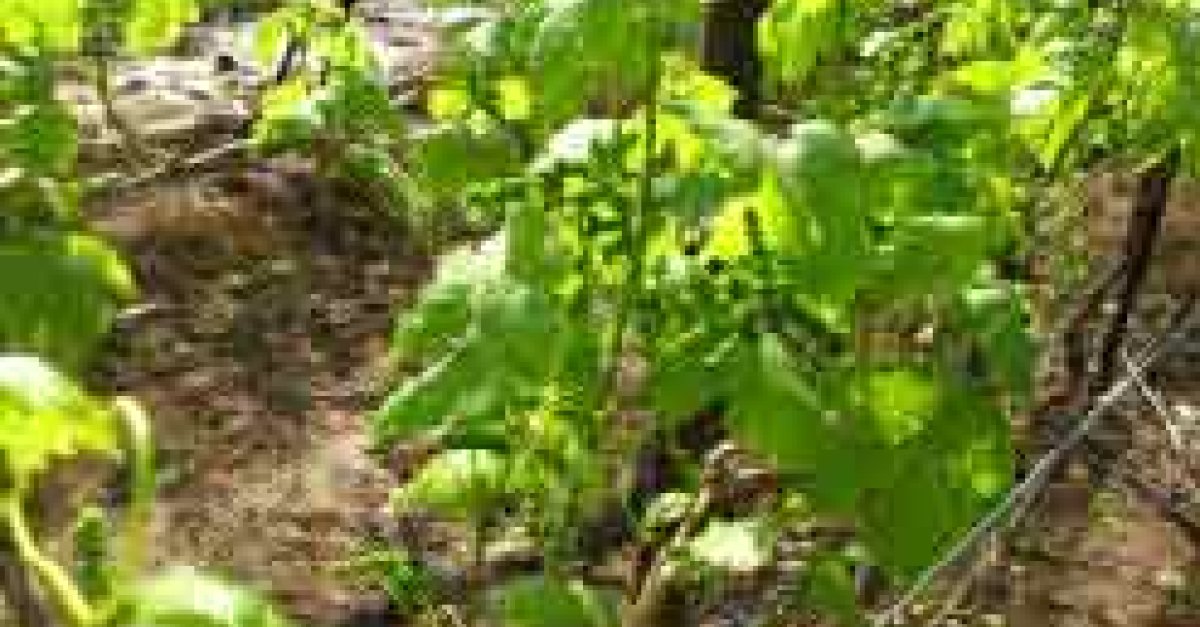 When and Where Are Orlah Restrictions Applicable - Hidabroot