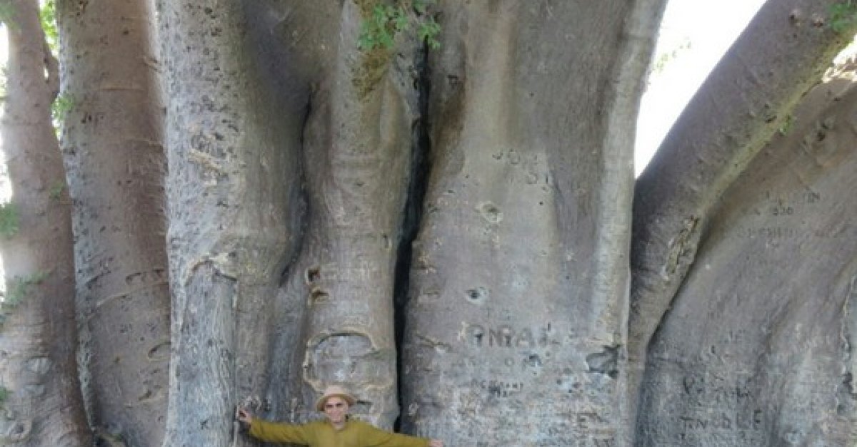 2,000-Year-Old Baobab Tree in Africa: Fascinating Facts About the ...