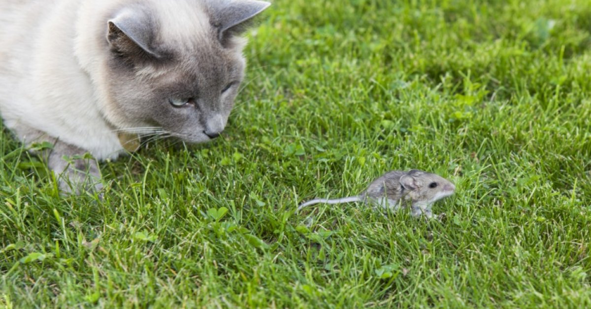 Who Will Help a Mouse in Distress? 5 Fables for Thought - Hidabroot