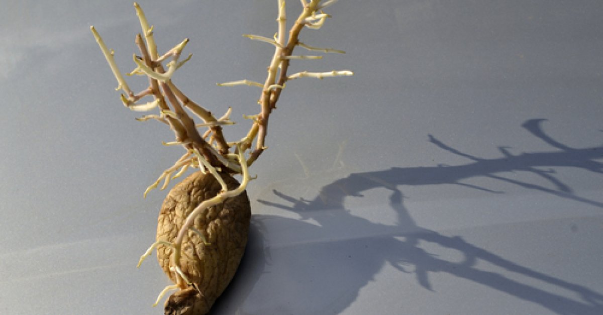 Why You Should Avoid Eating Potatoes with 'Horns' - Hidabroot