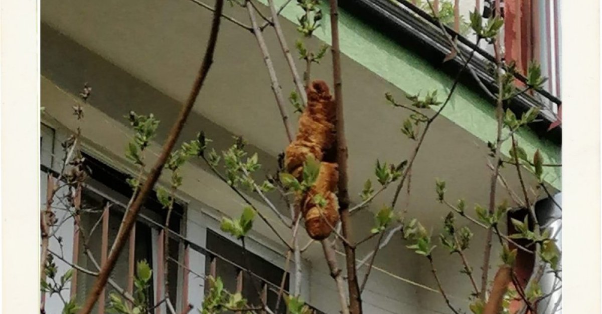 The Mystery Creature Outside Her Window: A Croissant? - Hidabroot