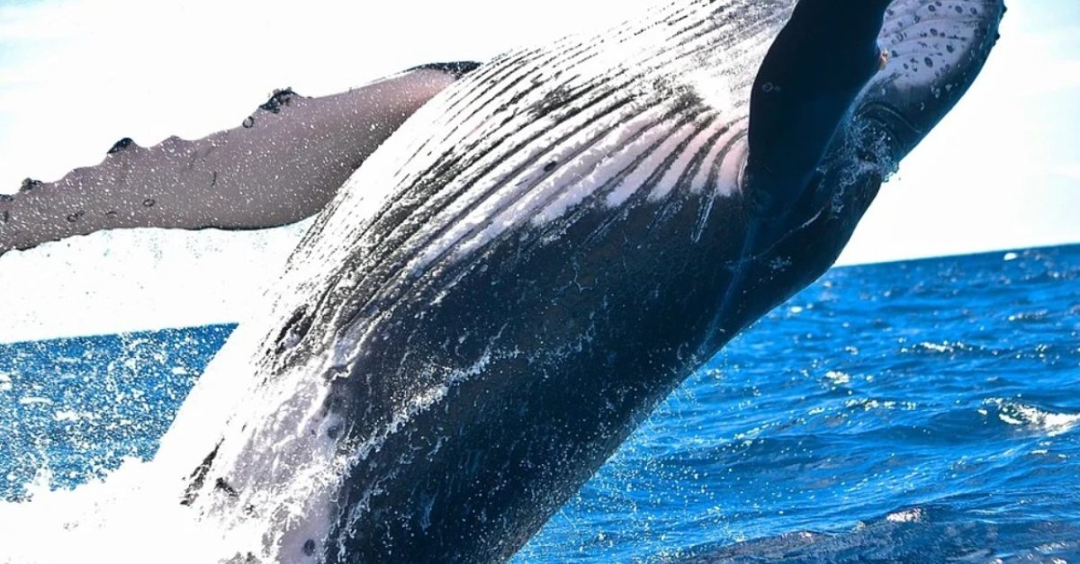 Swallowed by a Whale: A Diver's Miraculous Escape - Hidabroot