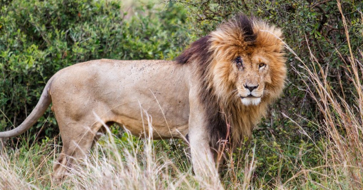 Farewell to a King: The End of Scarface, the World’s Most Famous Lion ...