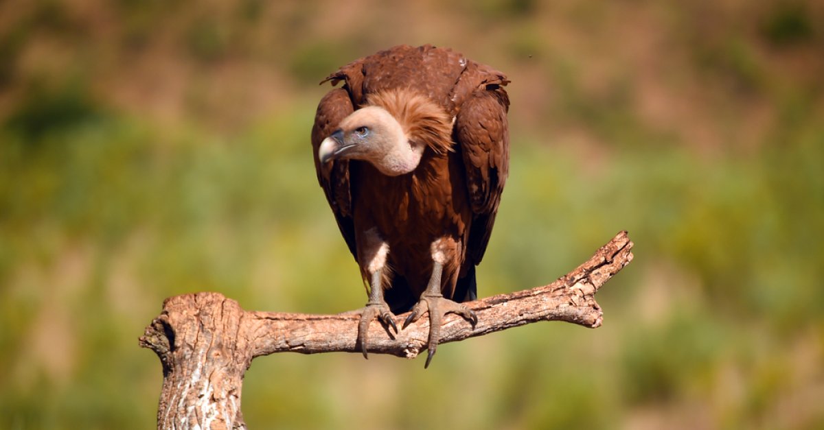 The Da'ah and the Ra'ah: Are They the Same Bird? - Hidabroot