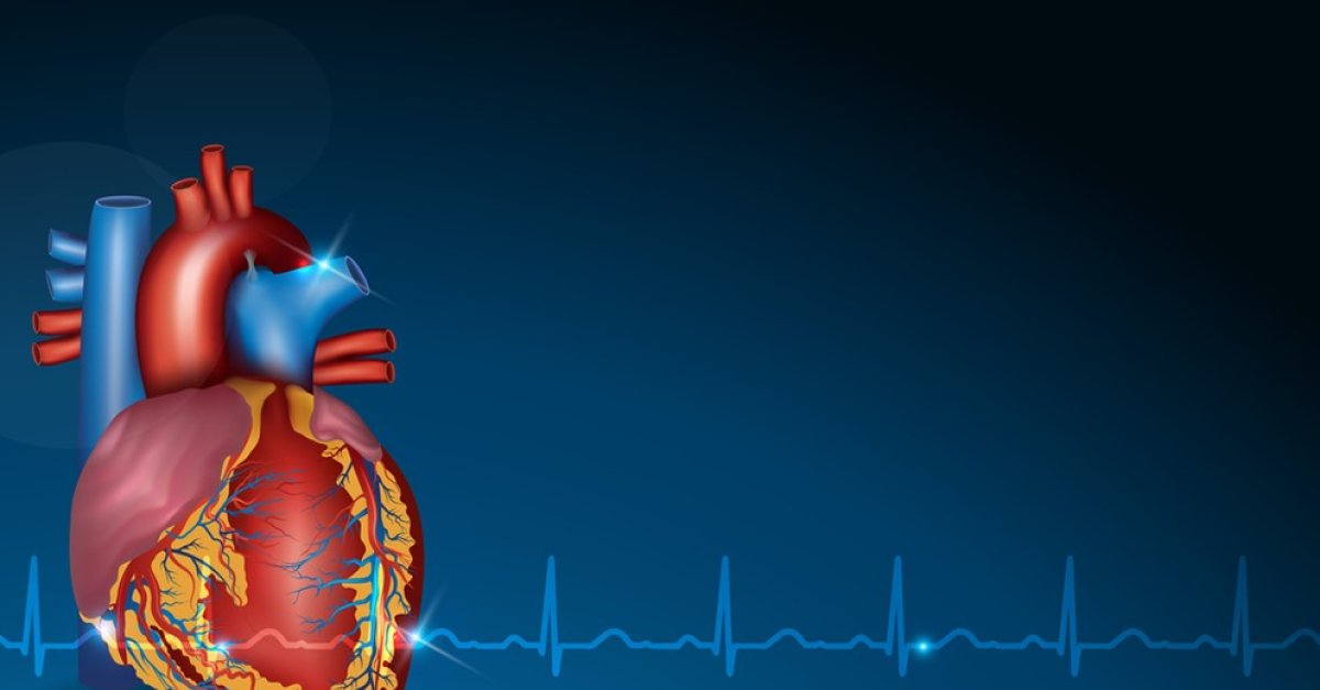 10 Amazing Things You Didn’t Know About the Heart - Hidabroot
