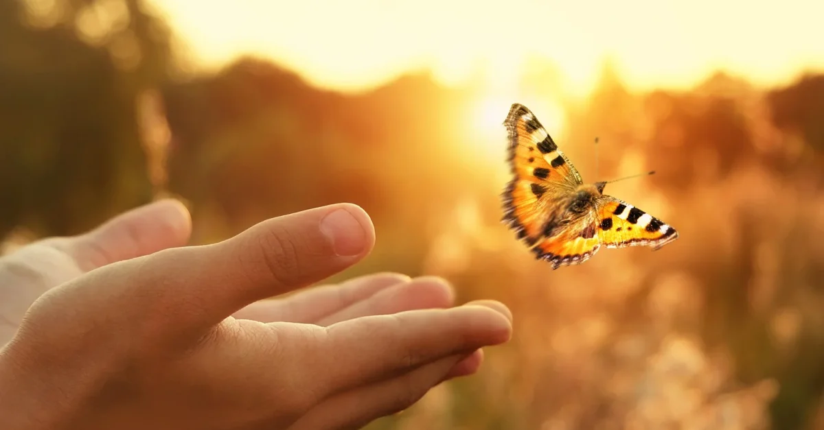 The World’s Largest Butterfly and Other Amazing Facts - Hidabroot