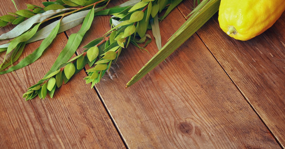 The Hidden Healing Powers of the Four Species - Hidabroot