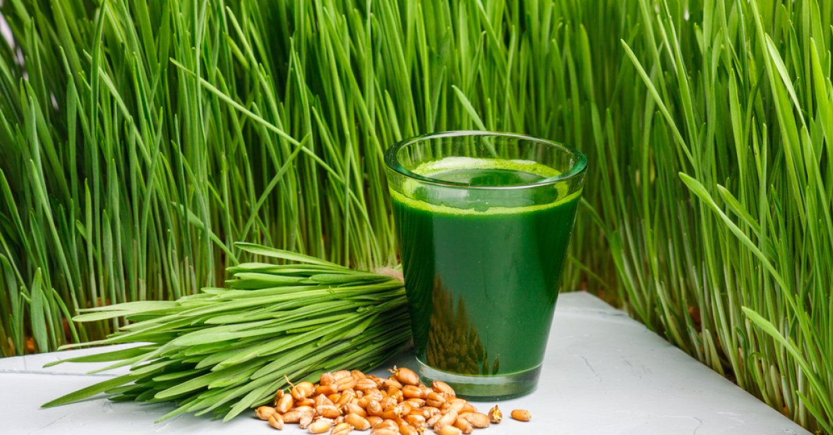 Discover the Health Benefits of Wheatgrass and Chlorella - Hidabroot