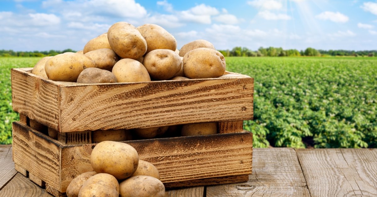 Unlocking the Power of Potatoes: The Right Way to Enjoy Them - Hidabroot