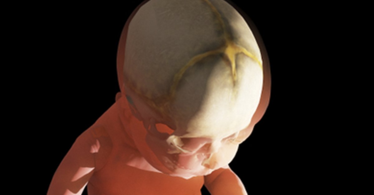 The Chicken or the Egg? The Scientific Design Behind Human Birth and ...