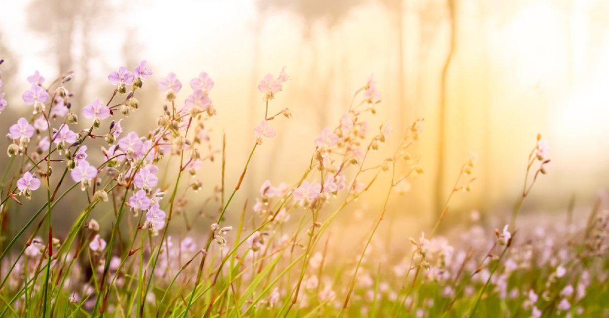 Tu Bishvat: Powerful Segulot, Prayers, and Spiritual Meaning of the New ...