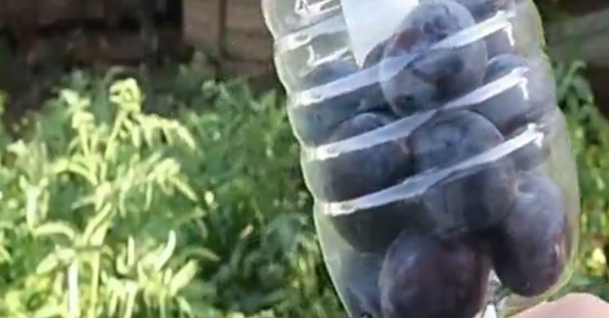 צפו: המכשיר הביתי המושלם לקטיף השזיפים - הידברות