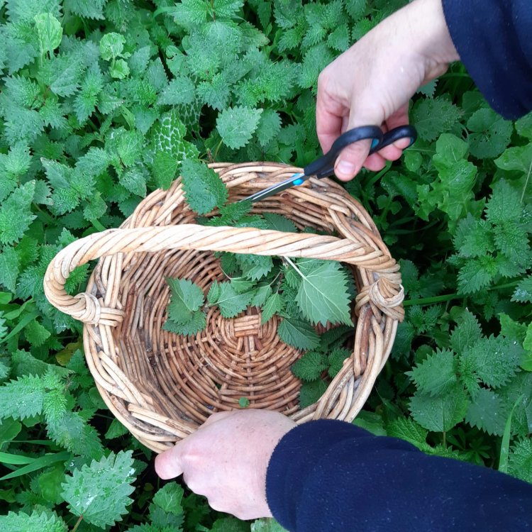 From Wild Fields to Gourmet Meals: Transforming Weeds into Delightful ...